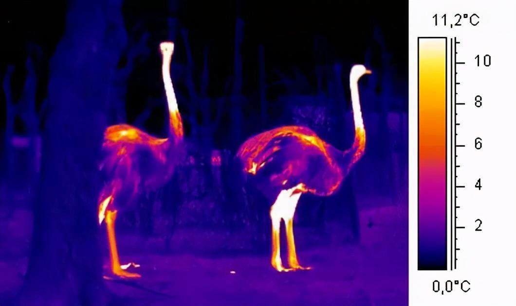 Thermal Imaging Unveiled: What It Is and How Thermal Cameras Work ...